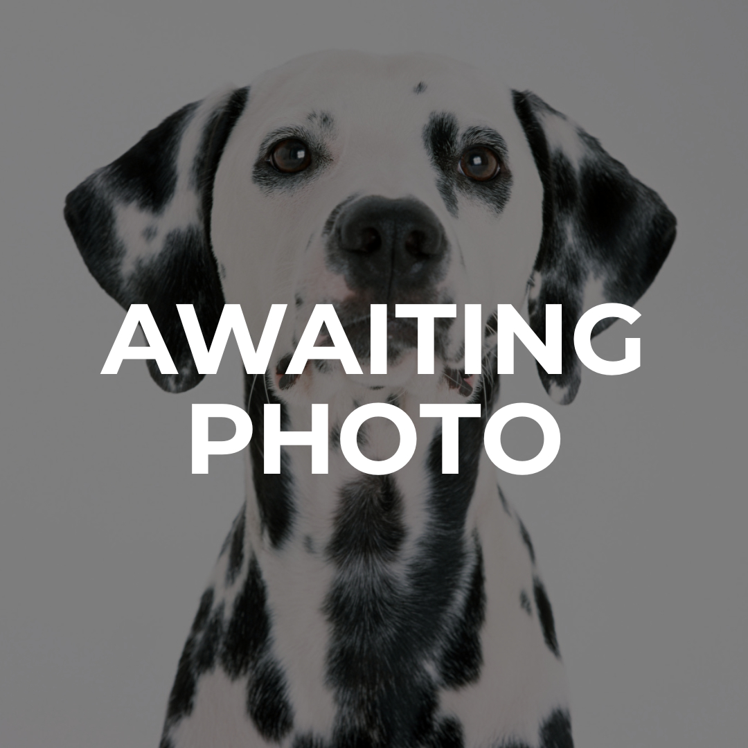 Dogs Waiting – https://britishdalmatianwelfare.org/home