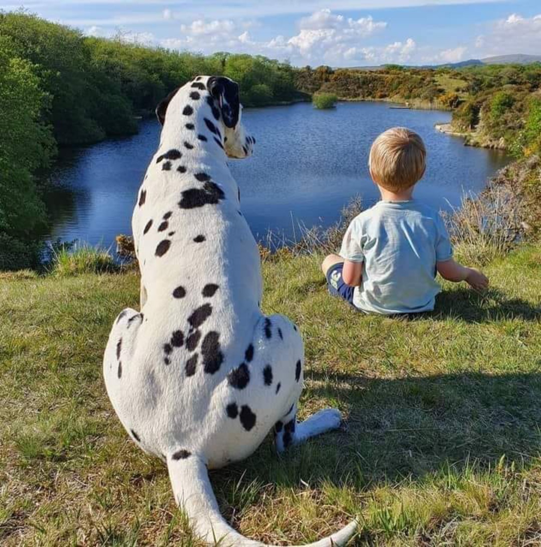 Families – https://britishdalmatianwelfare.org/home