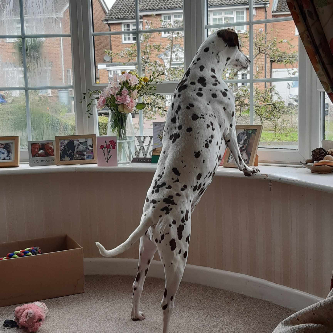 Behaviour – https://britishdalmatianwelfare.org/home