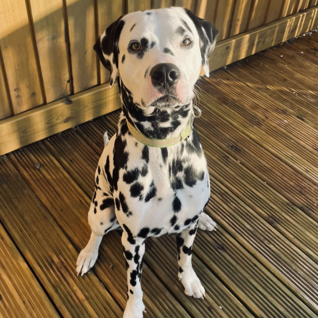https://britishdalmatianwelfare.org/home